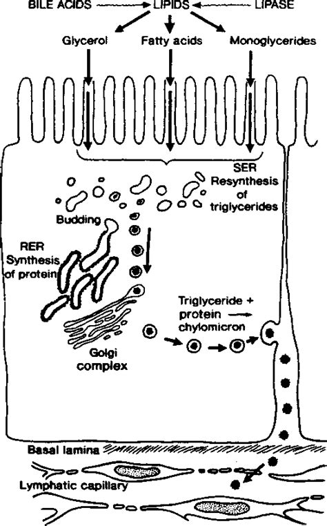 Figure 3 From Human Intestinal Alkaline Phosphatase Semantic Scholar