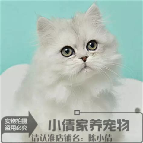 出售金吉拉幼猫长毛猫纯种家养绿眼宠物猫活体猫咪血统纯正n小魔女情趣内衣