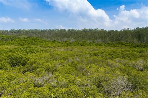 Premium Photo The Forest Mangrove At Pranburi Nation Parkthailand