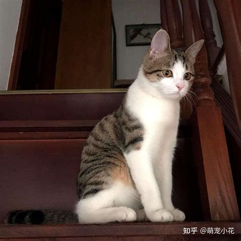 猫咪“社会化训练”，9项行为技能，每天十分钟全掌握！ 知乎