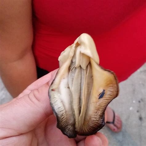 This Oyster Looks Like Something But I Cant Quite Put My Finger On It