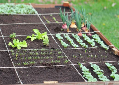 Comment préparer son potager pour qu il soit productif Quels semis