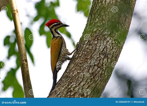 Common Flameback Woodpecker Bird Stock Image Image Of Forest Gold