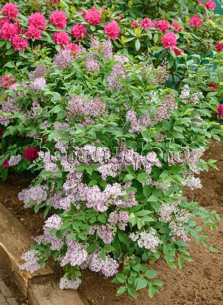 Images Manchurian Lilac Images Of Plants And Gardens Botanikfoto