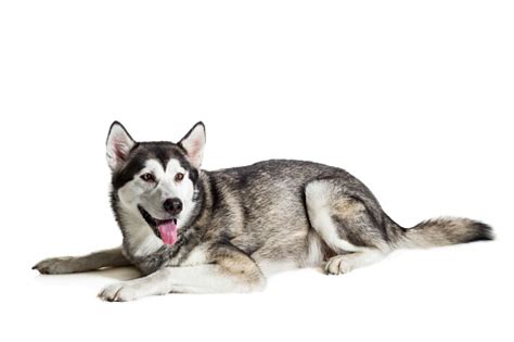 Malamute 알래스카 흰색 배경 앞에 앉아 0명에 대한 스톡 사진 및 기타 이미지 0명 가축 개 Istock