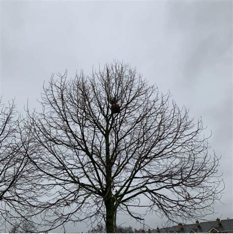 That Tree Has Some Balls R Ireland