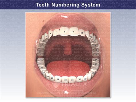 Teeth Numbering System TrialQuest Inc