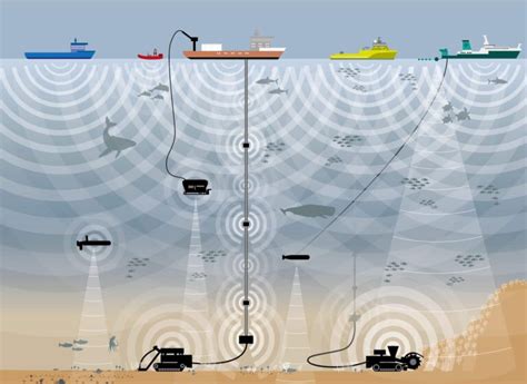 Deep Sea Biodiversity Under Extreme Conditions