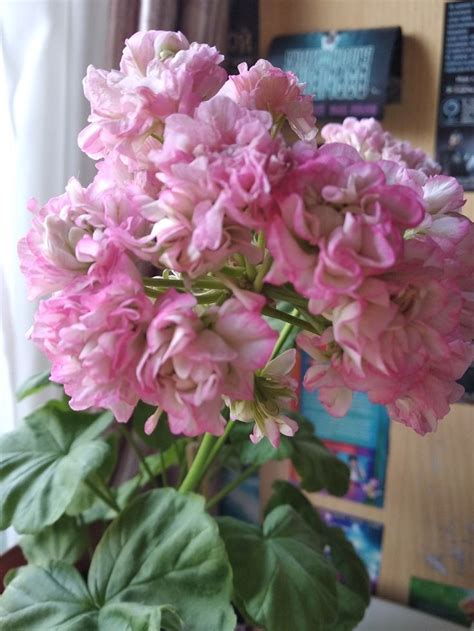 Пеларгония Odensjö Poetry In Motion | Flowers, Pelargonium, Garden