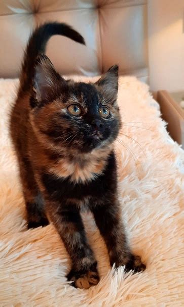 Москва и область Котёнка девочку по имени Масяня назвали в честь мамы потому что они похожи