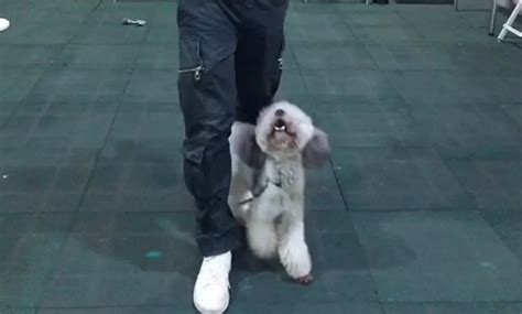 贵宾犬出现分离焦虑，广州专业训犬学校通过什么方法训练纠正宠界新闻