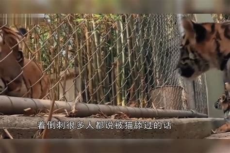 老虎的舌头上长满了刺被它舔一下会掉一层皮这是真的