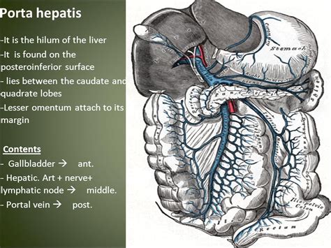Porta Hepatis Lymph Node
