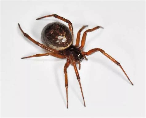 It Turns Out False Widow Spiders Are Misunderstood And Arent