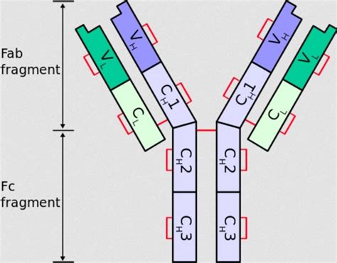 Monoclonal Vs Polyclonal Vs Recombinant Antibodies