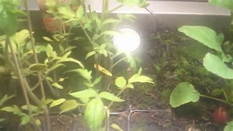Grow Machine 37 Youtube