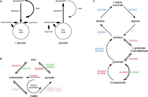 General Overview Of The Tca Cycle And Anaplerotic Node