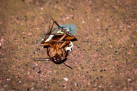 Got A Roach Problem Heres What To Do The Habitat