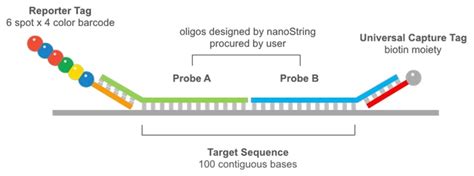 Nano String Nii