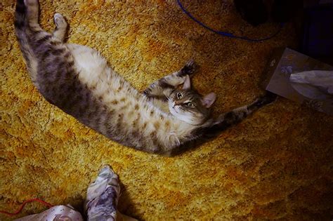 Why Do Cats Sleep On Their Backs 11 Possible Explanations
