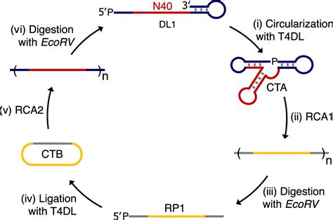 Engineering A Ligase Binding Dna Aptamer Into A Templating Dna Scaffold To Guide The Selective