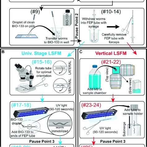 Schematic Summary Of C Elegans Post Embryonic Bio 133 Mounting Download Scientific Diagram