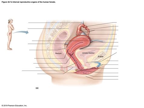 Lesson 10 Internal Reproductive Organs Of The Human Female Diagram