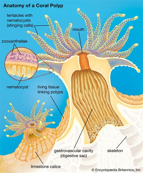 Coral Life Cycle Diagram
