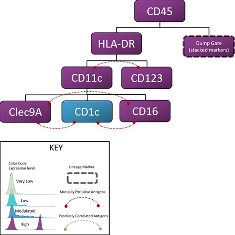 Duraclone Im Dendritic Cell Panel Design Principle