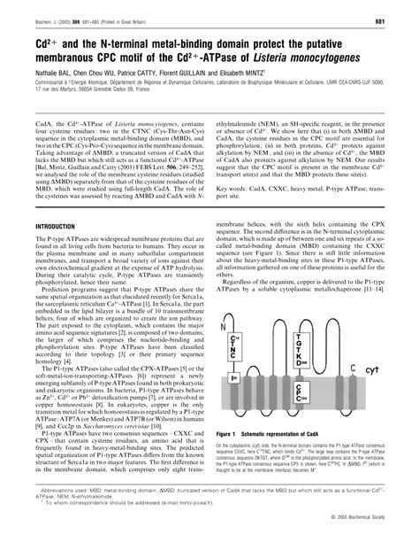 Pdf Cd2 And The N Terminal Metal Binding Domain Protect The Putative