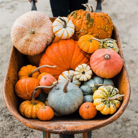 Everything You Need To Know About Pumpkins