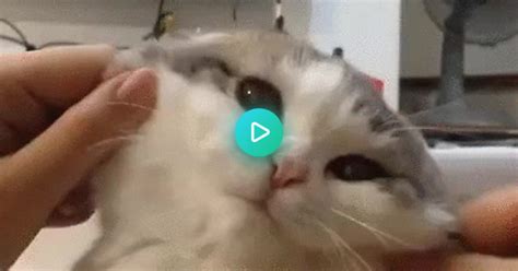 This Makes Me Happy  On Imgur