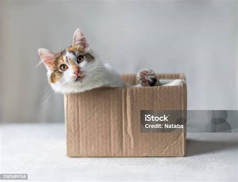 흰색 배경에 작은 포장 상자에서 엿보는 재미 있는 고양이 애완고양이에 대한 스톡 사진 및 기타 이미지 애완고양이 상자 컷아웃 Istock