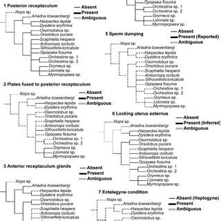 Data Matrix Upper Left Corner And Optimization For Seven Genital And Download Scientific