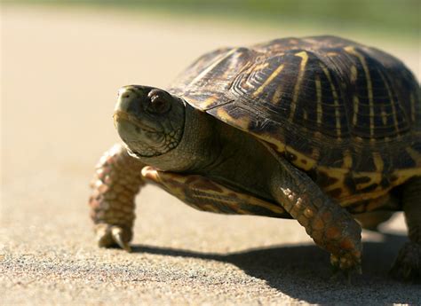 Hibernating Turtles