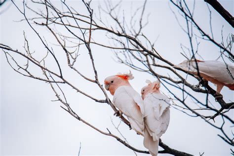 2024 Climate Statement Cop29 Cmi Agm 2025 Event Dates Carbon Market Institute