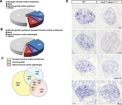 Figures And Data In Loss Of The Transcription Factor Meis1 Prevents