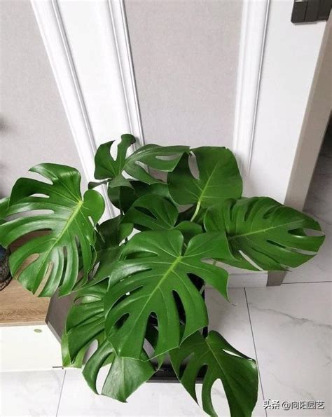 龜背竹該不該留葉子？葉子多好，還是葉子少好？一定要梳葉 每日頭條
