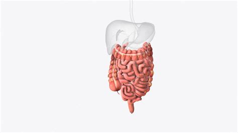 Premium Photo Lower Gastrointestinal Tract 3d Medical