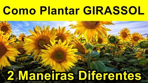 Total 55 Imagem Como Plantar Girassol Semente Br Thptnganamst Edu Vn