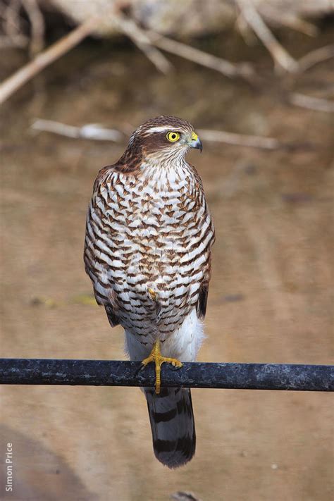 Eurasian Sparrowhawk