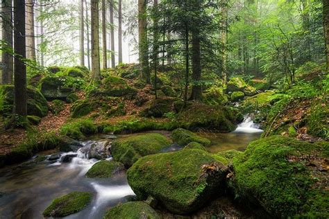 Humid Beautiful Landscapes Beautiful Nature Beautiful Places