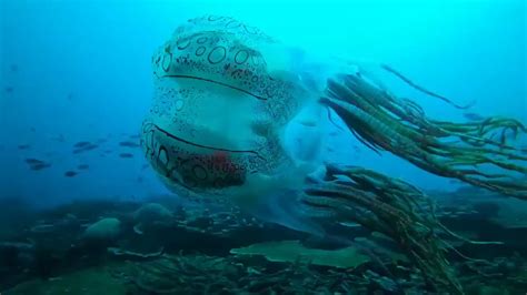 Rarest Sighting Of Chirodectes Maclatus Only Seen Once Before R Undersea