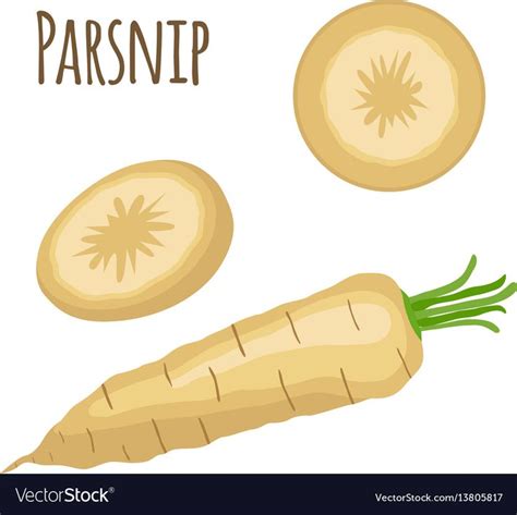 Fresh Parsnip Vegetable Organic Vegetarian Food Vector Image Parsnips
