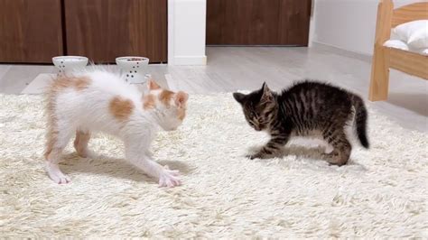 生まれて初めてのやんのかステップでお互いに威嚇し合ってる子猫たちがかわいすぎたw Youtube