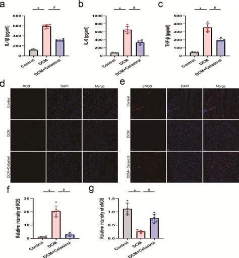 The Effects Of Celastrol On Diabetes Induced Inflammation And Oxidative