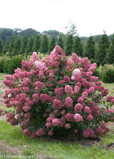 Fire Light® Panicle Hydrangea Hydrangea Paniculata Flowering Shrubs Panicle Hydrangea