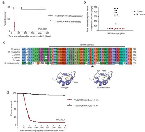 The Transcriptional Co Repressor Runx1t1 Is Essential For Mycn Driven