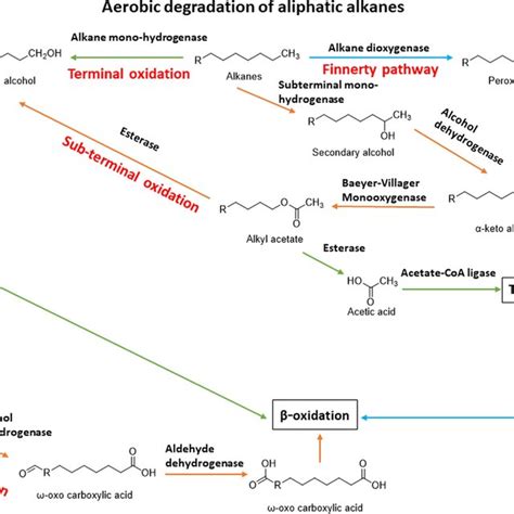 Schematic Representation Of Aerobic Degradation Pathway Of Polyaromatic