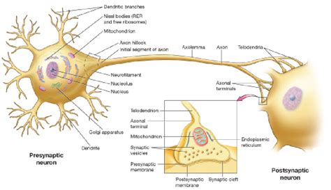 Neuron Telodendria Anatomy Diagram
